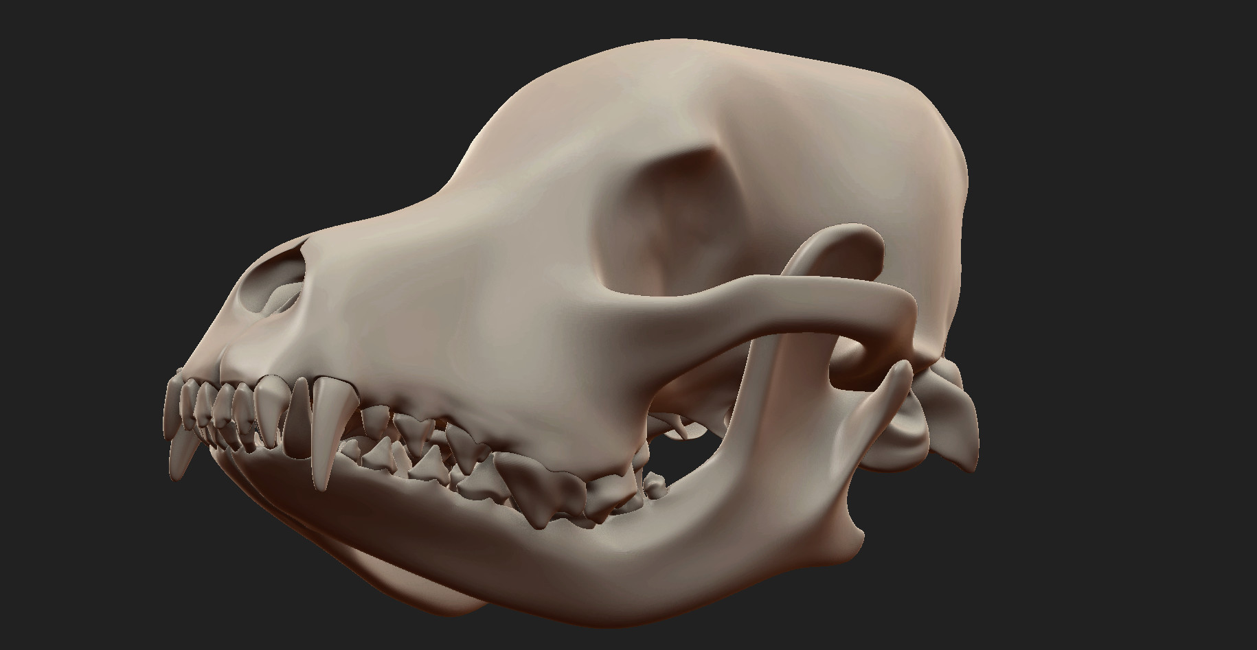 Inês Carrilho - Dog Skull - Orthographic View
