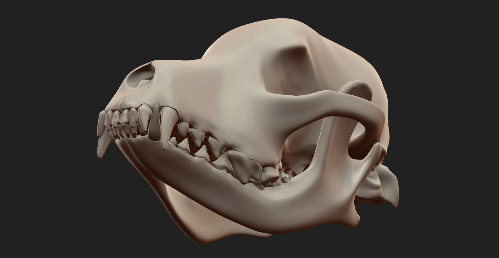 Inês Carrilho - Dog Skull - Orthographic View