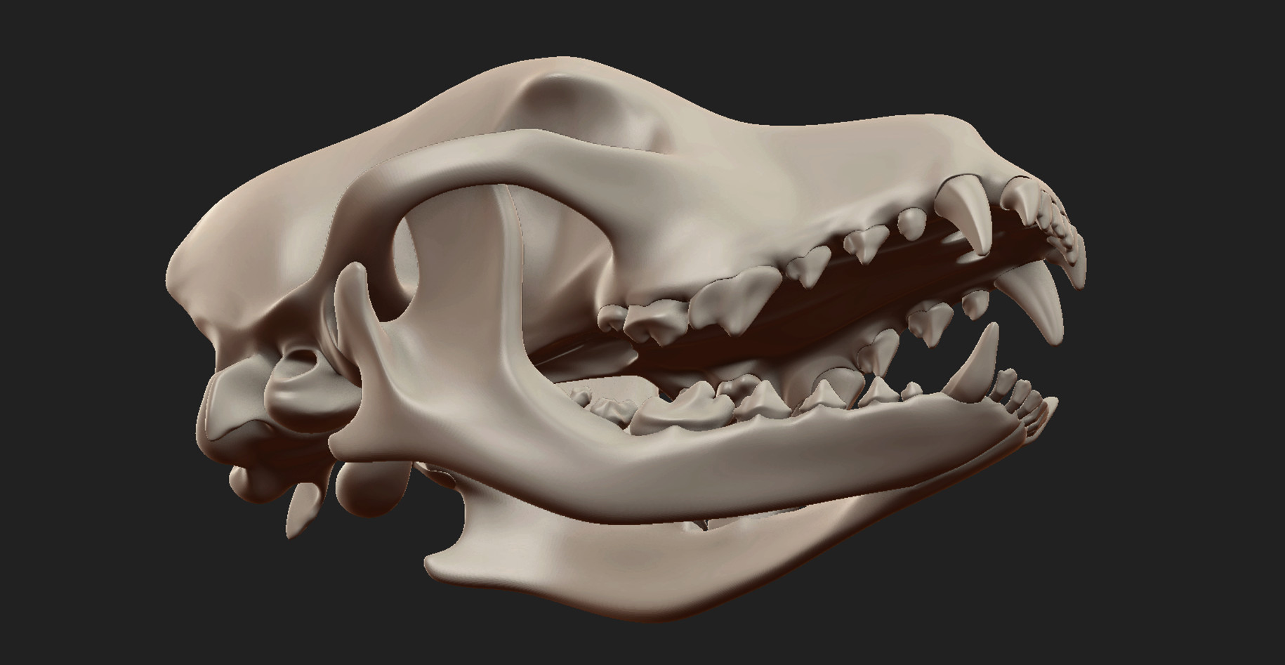 Inês Carrilho - Dog Skull - Orthographic View