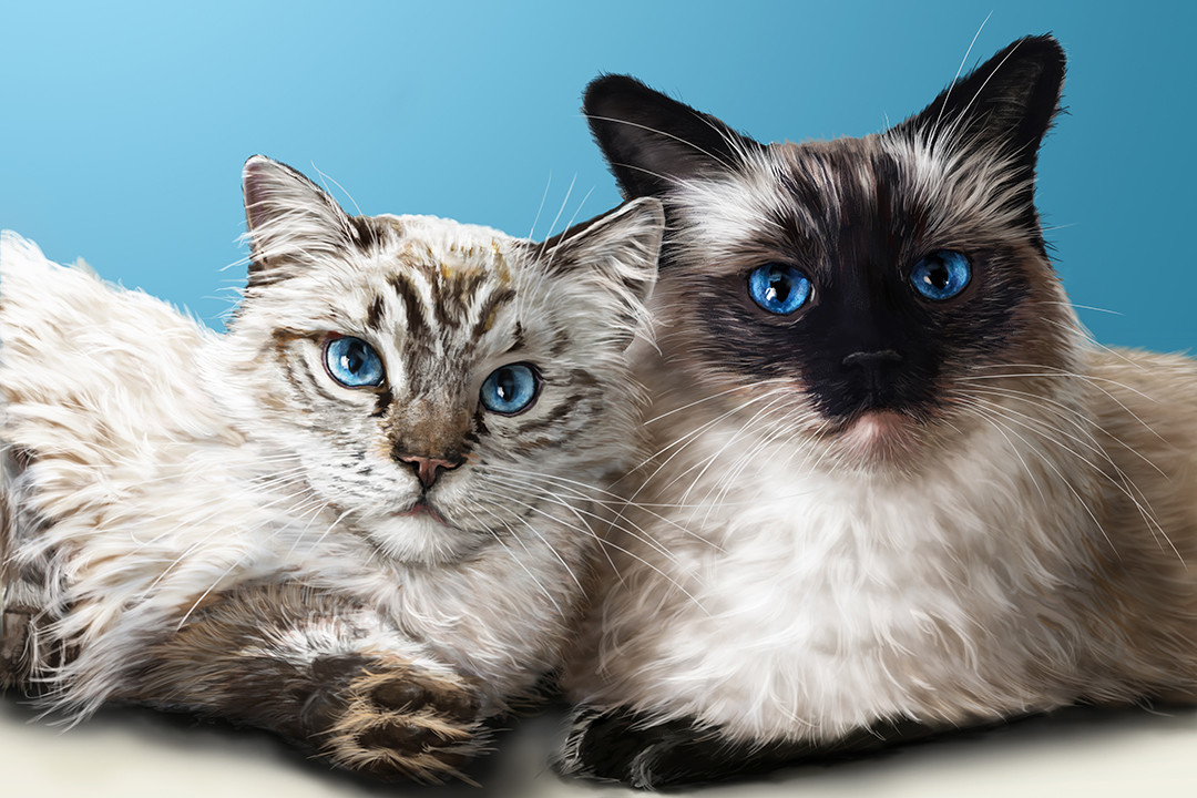 ArtStation - Ragdoll Cats