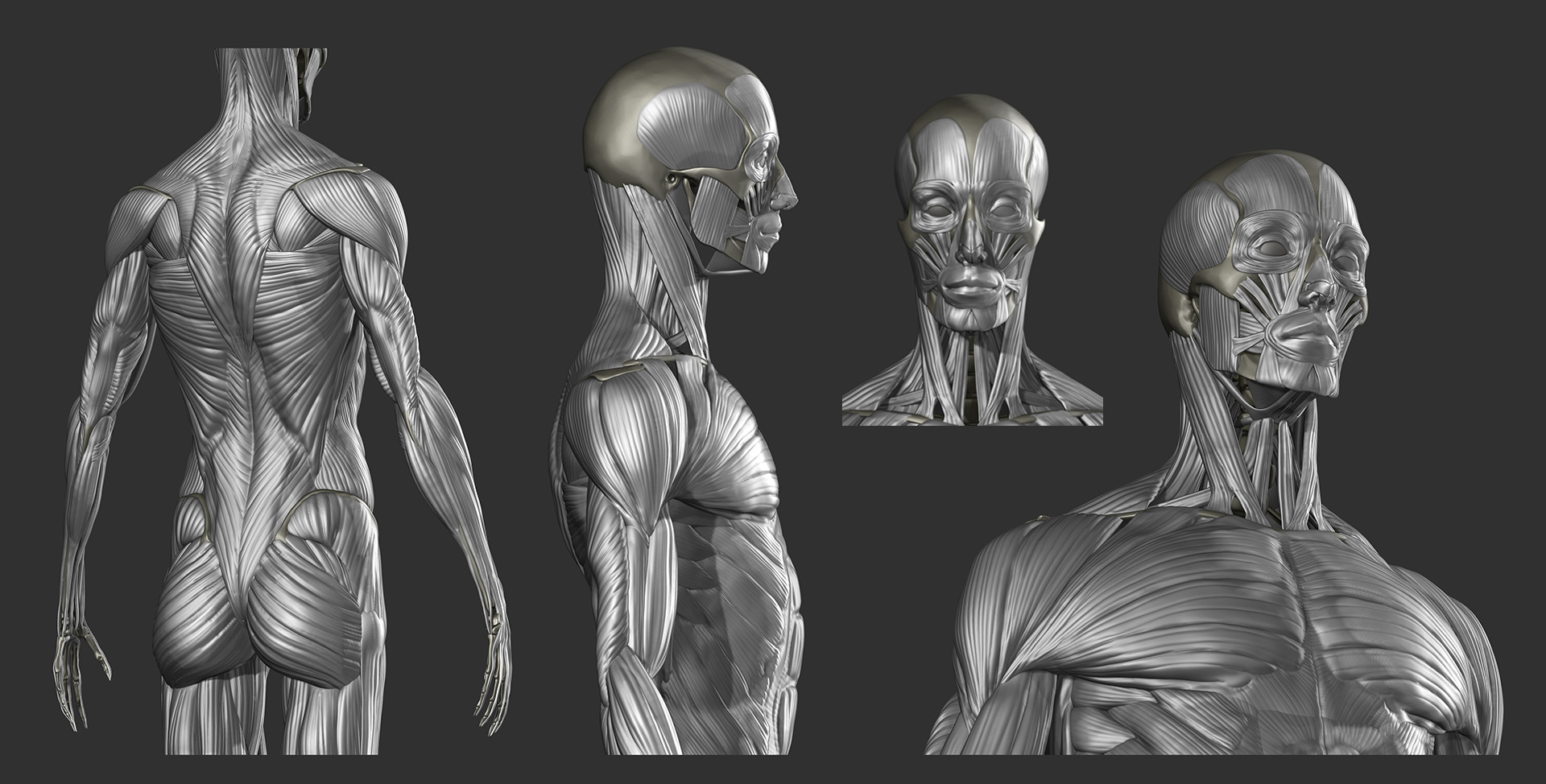 ArtStation - Ecorché