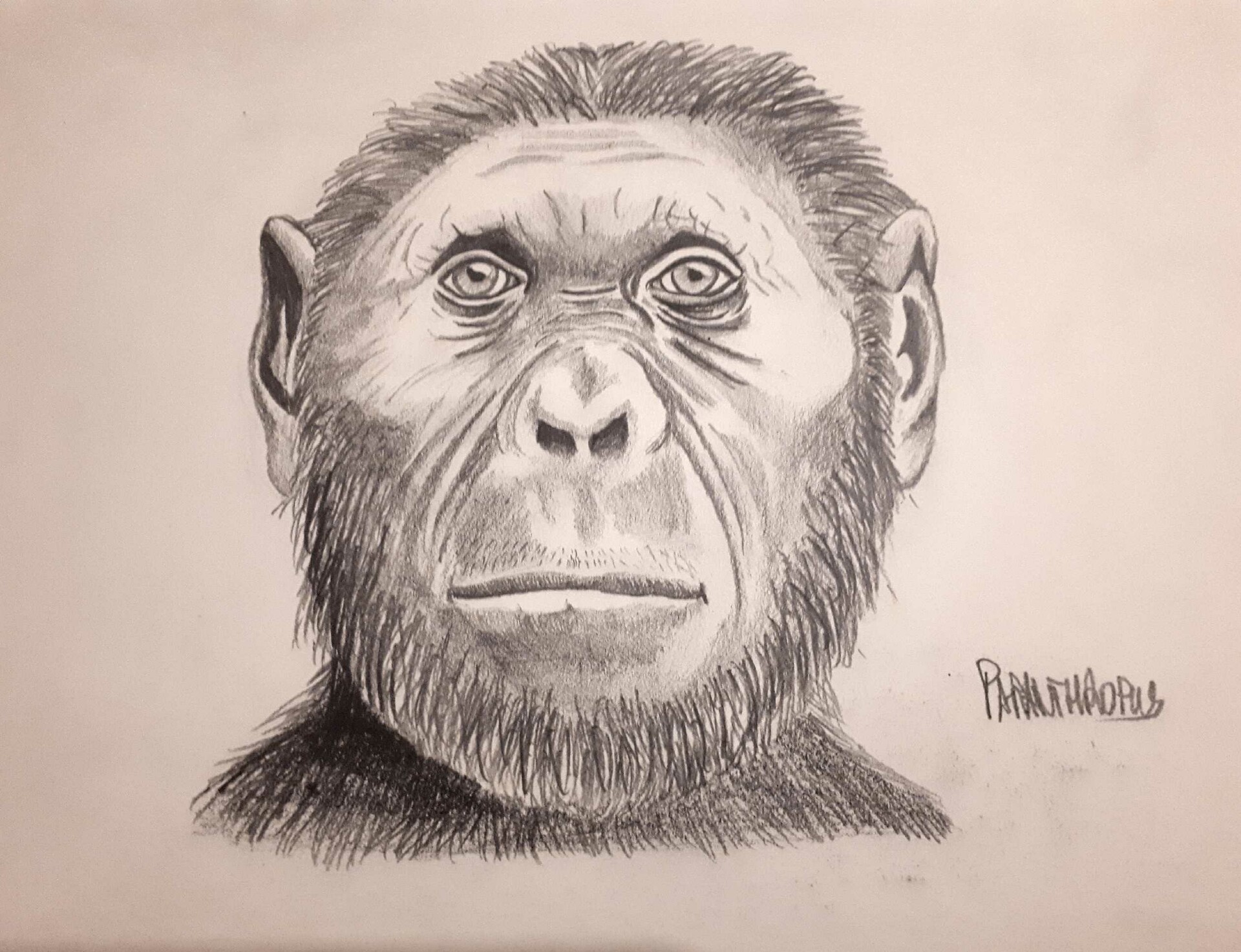 australopithecus face drawing
