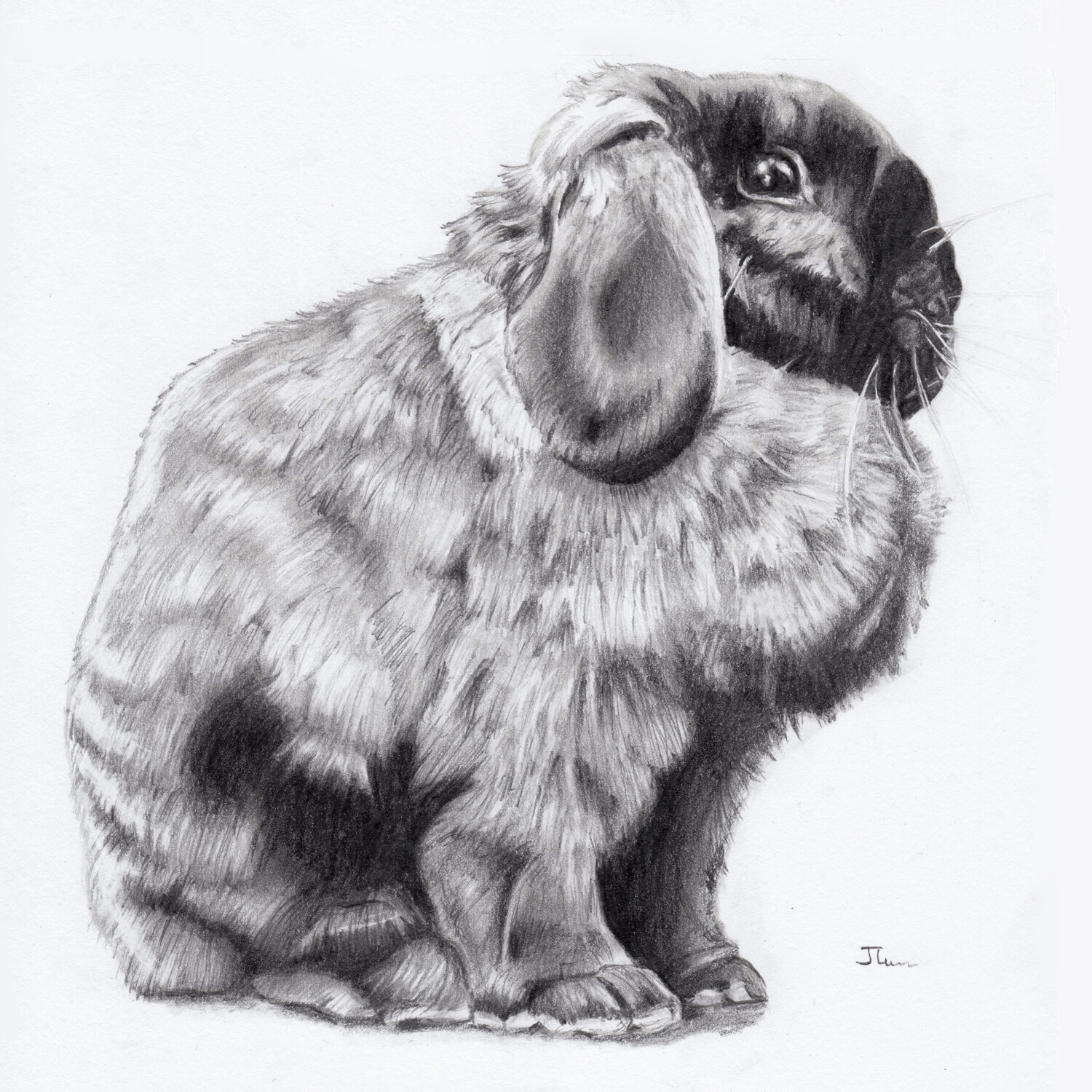 ArtStation - Rabbit Graphite Pencil Portrait