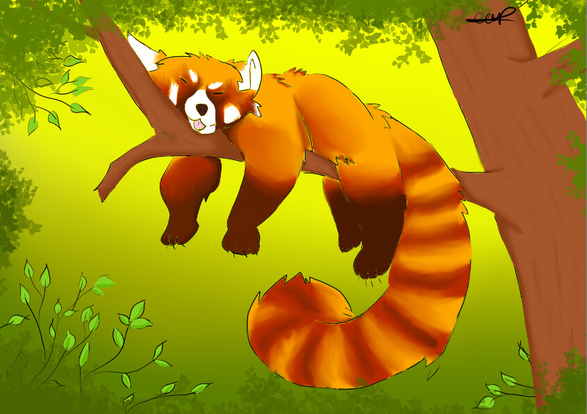 how to draw a red pandas habitat