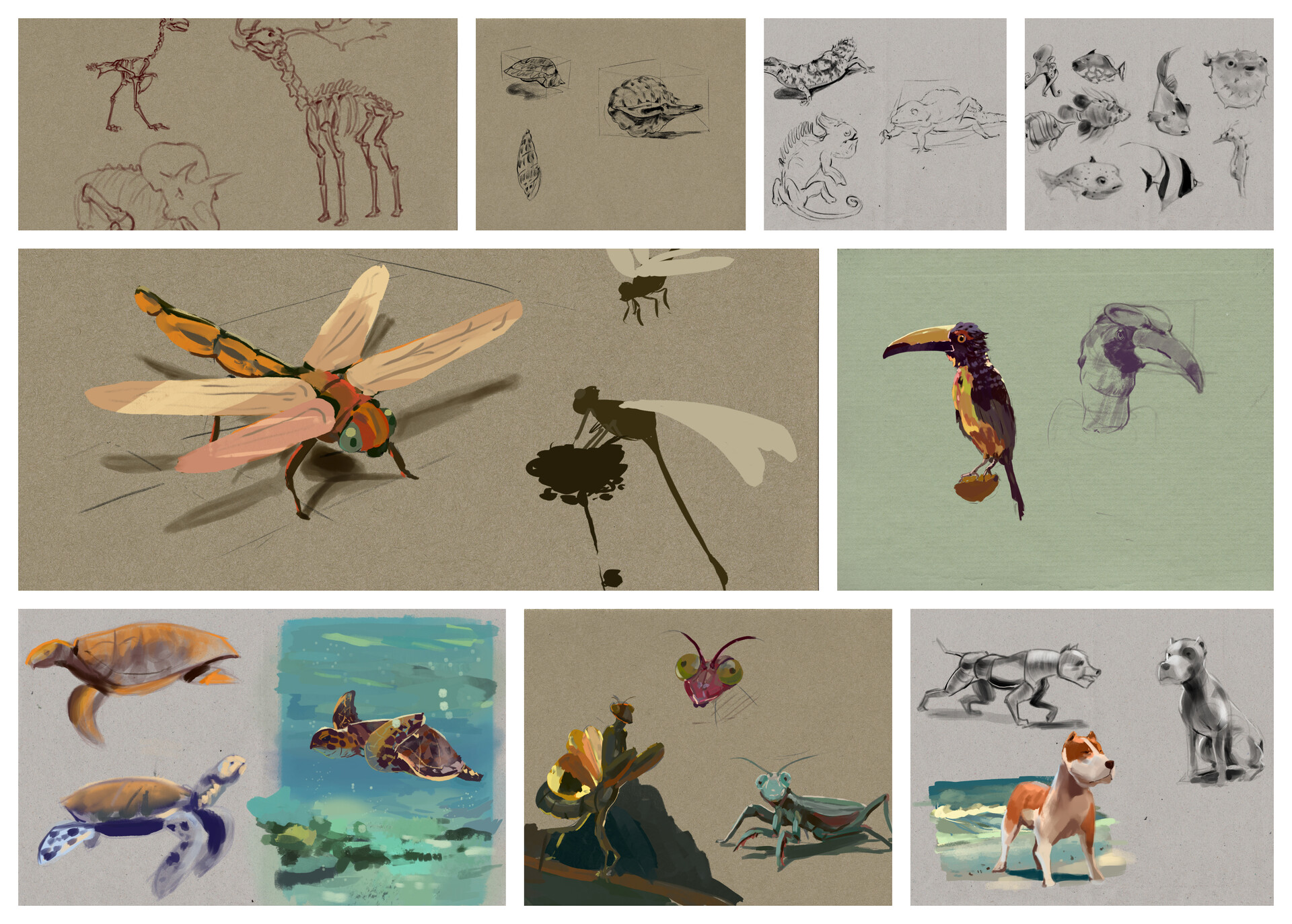 ArtStation - Animal studies