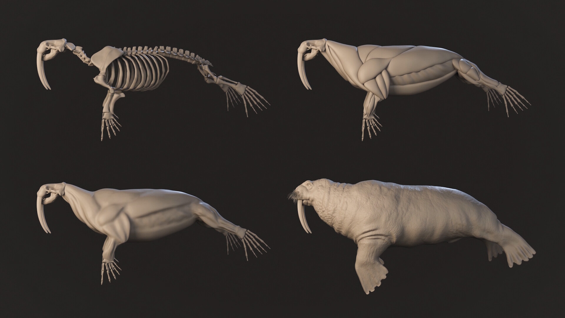 Walrus Anatomy Diagram 5 Socially Selected Structures Like Walrus