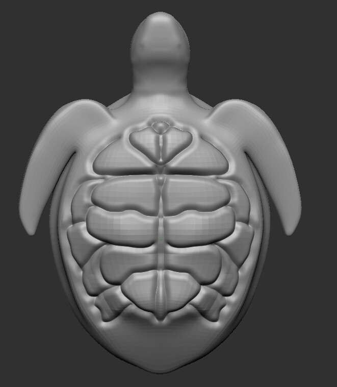 Sea Turtle Bottom View