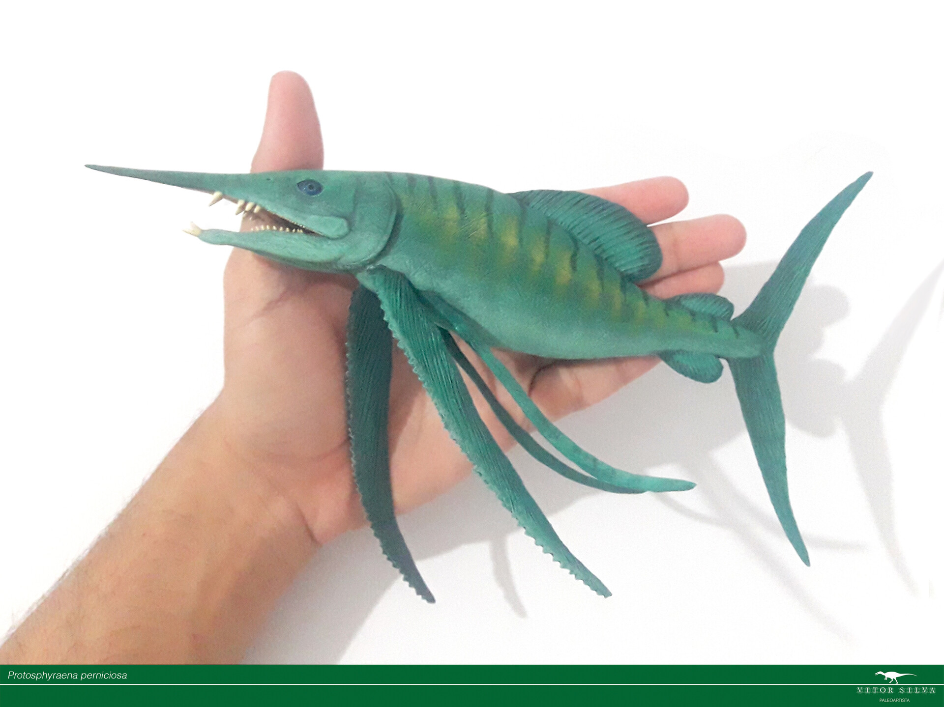 Vitor Silva - Protosphyraena
