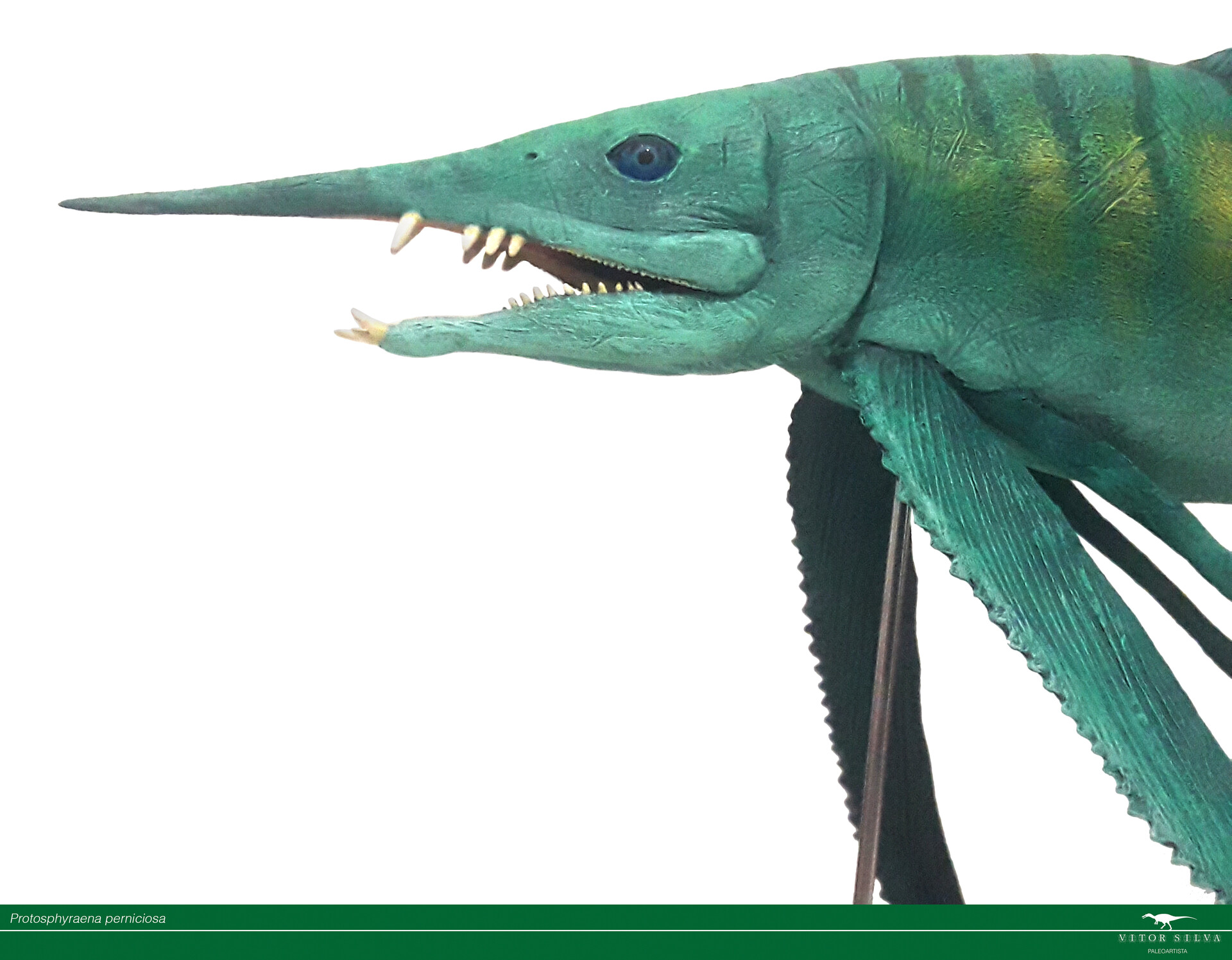 Vitor Silva - Protosphyraena