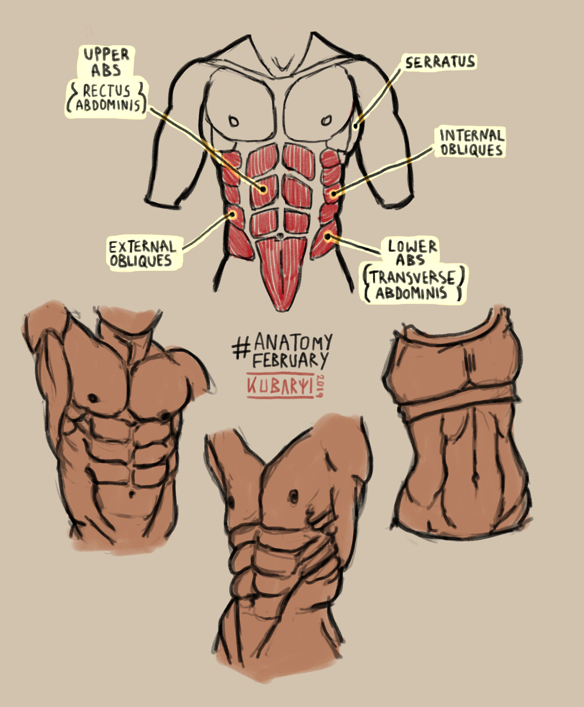 abs anatomy reference