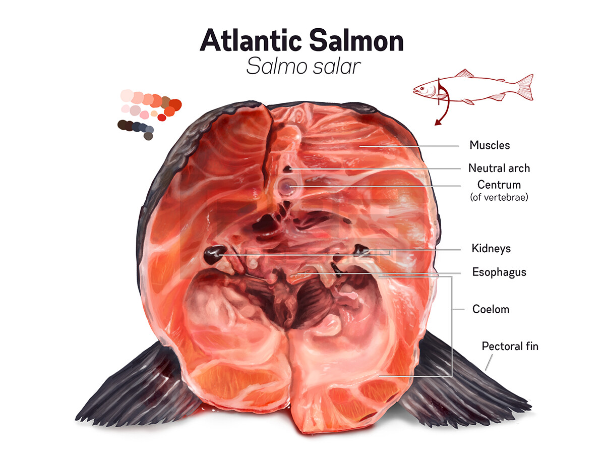 Uri Hamman - Scientific Illustration