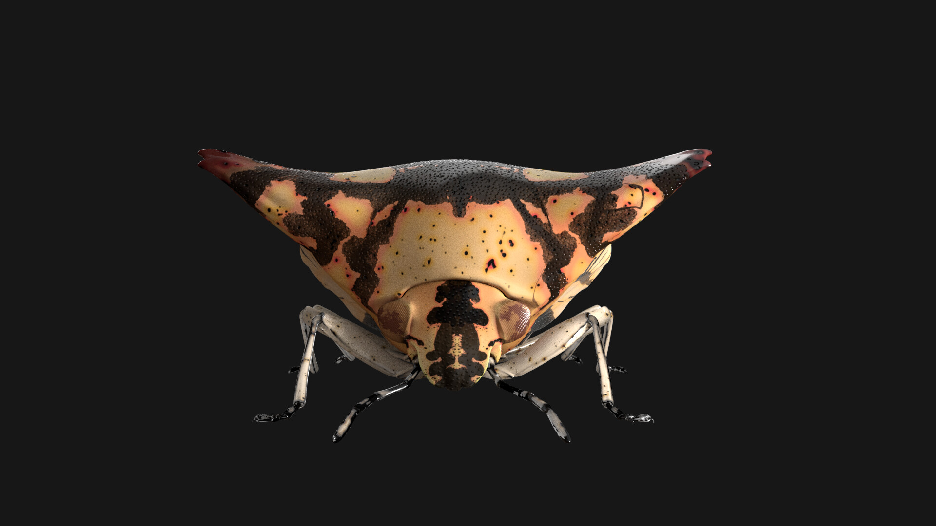 Karim Lachaize - Yellow Alcimocoris