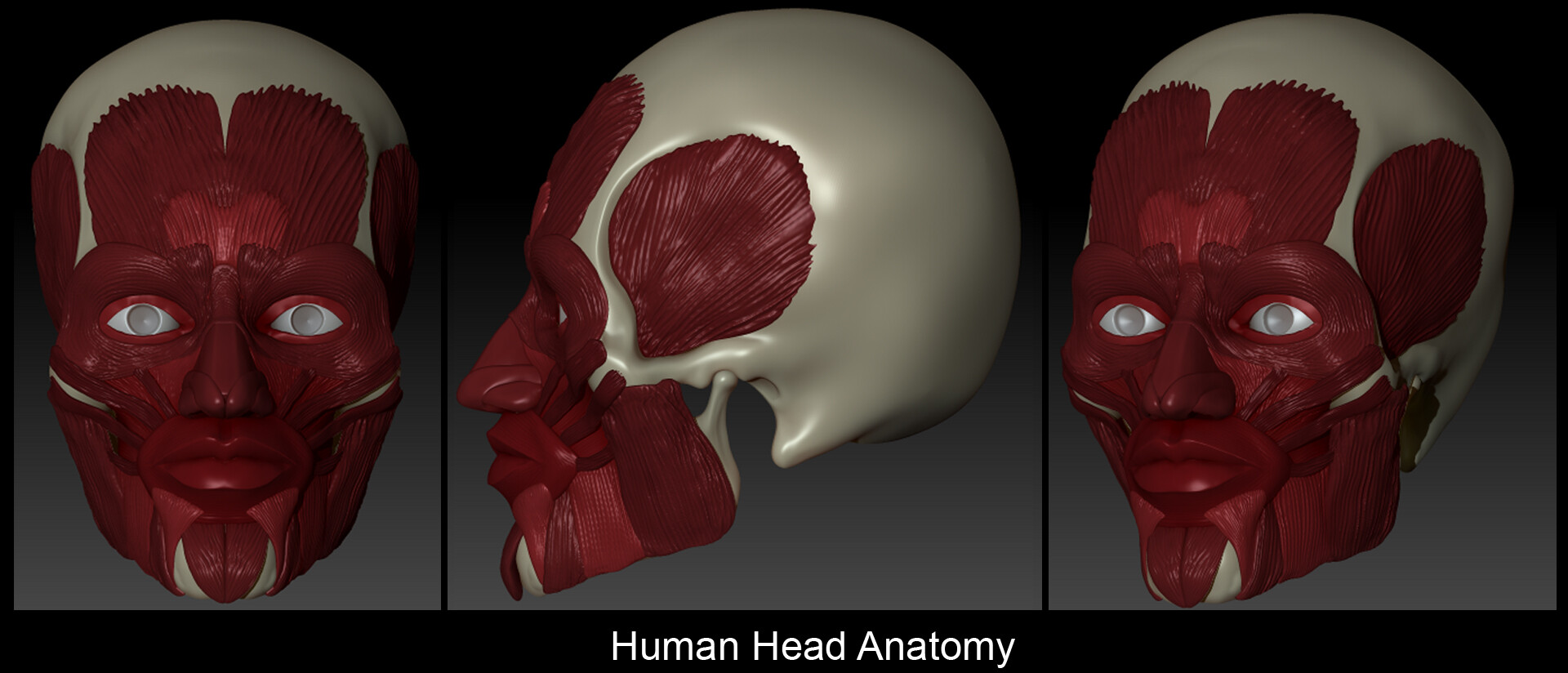 Human Head Anatomy For Artists