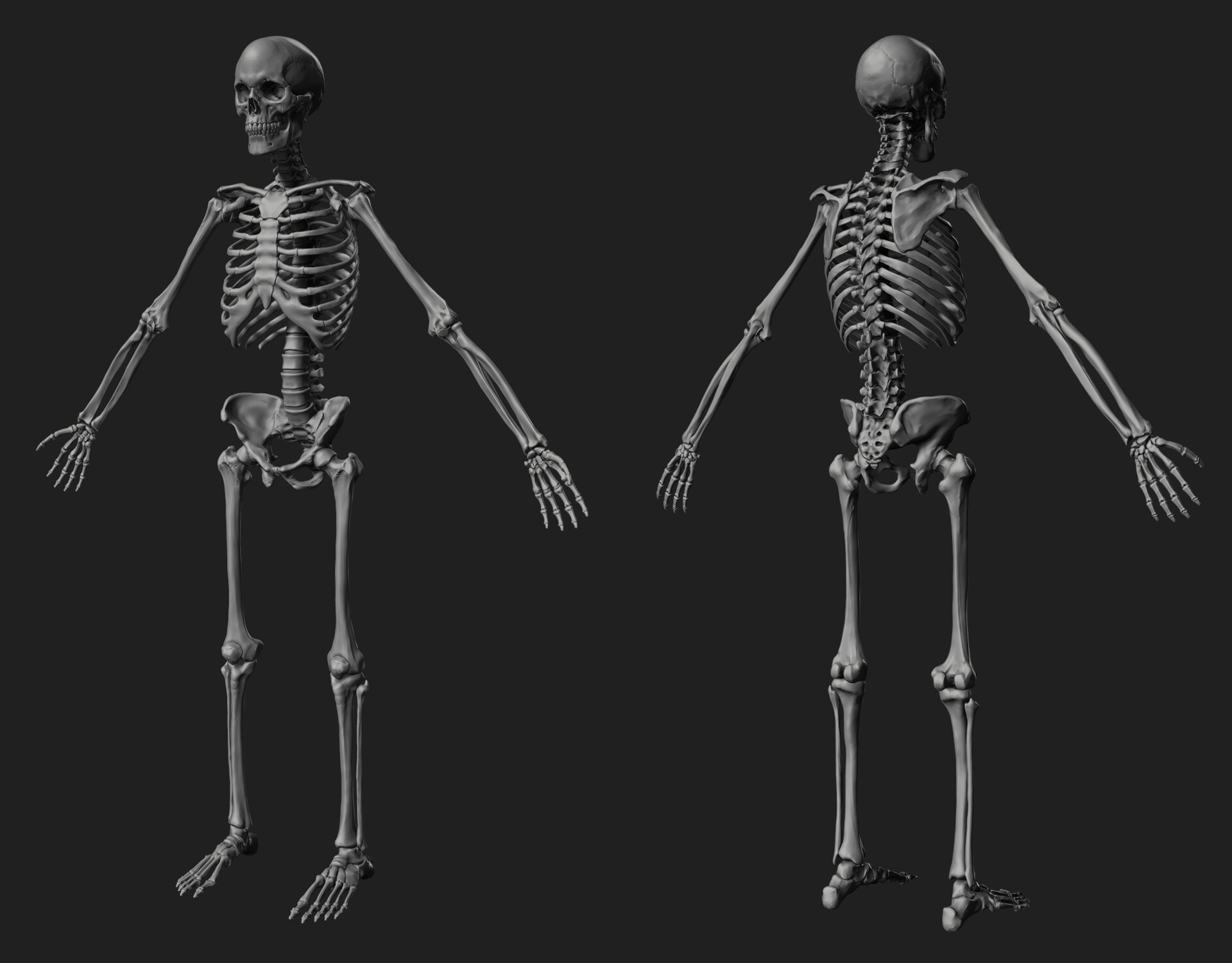 ArtStation - Skeleton Study