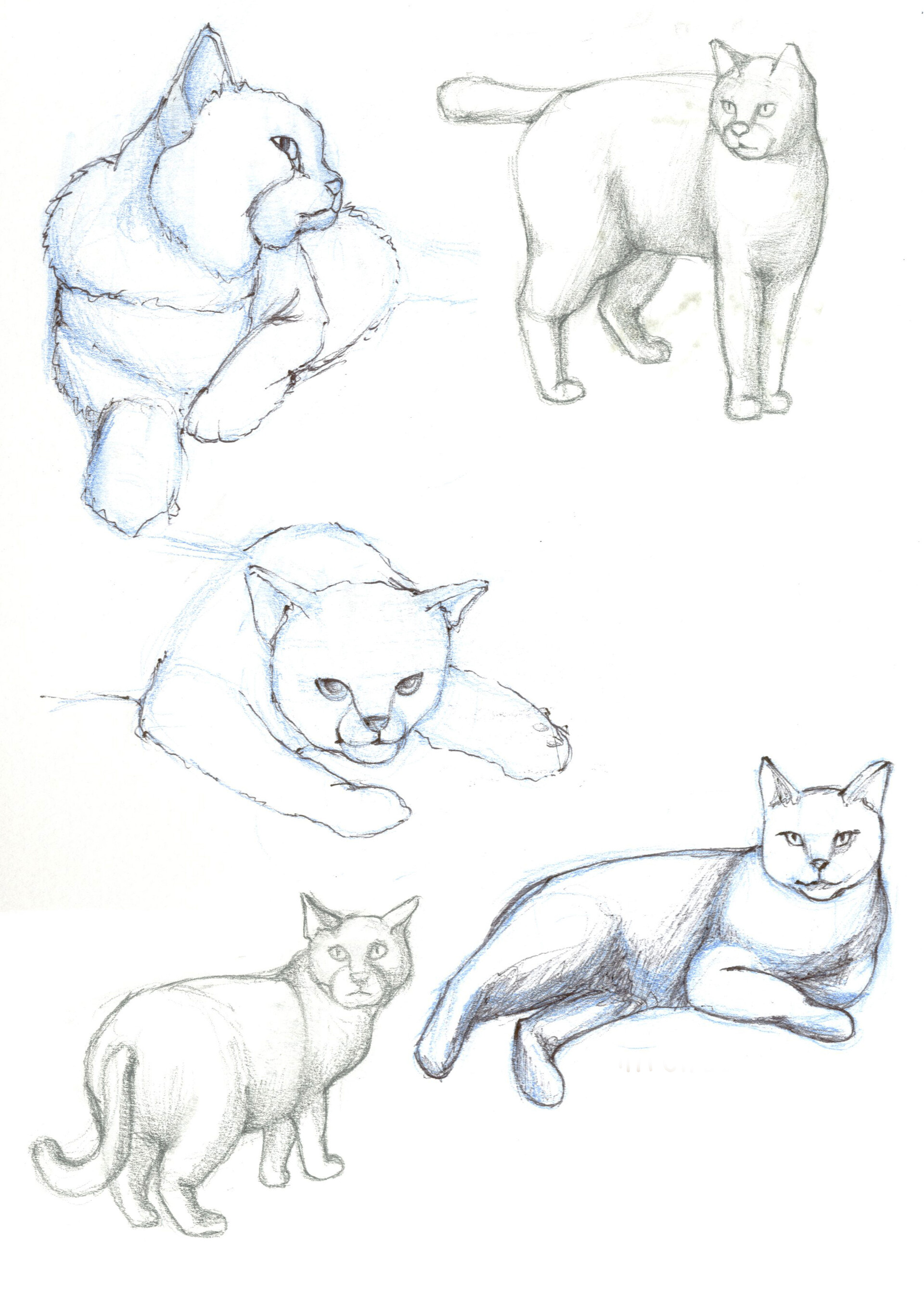 ArtStation - Cat Observation Sketch