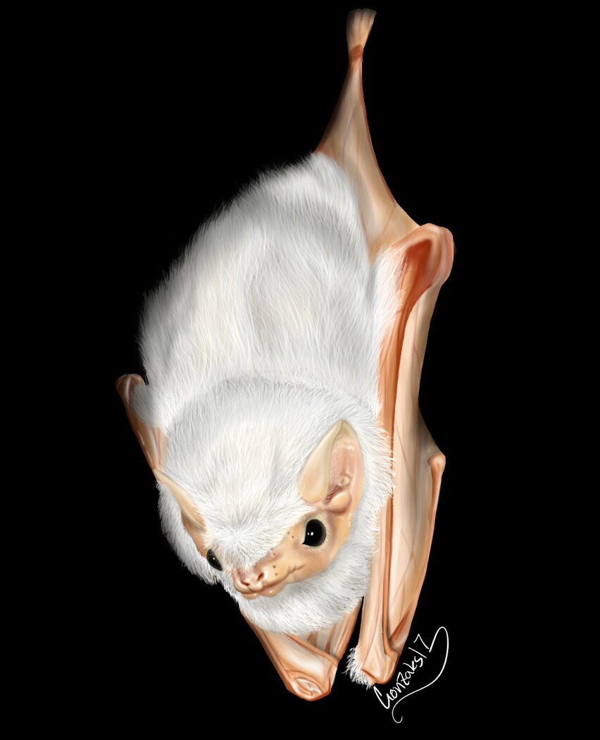 Northern Ghost Bat