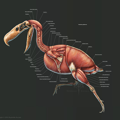nothronychus skeletal