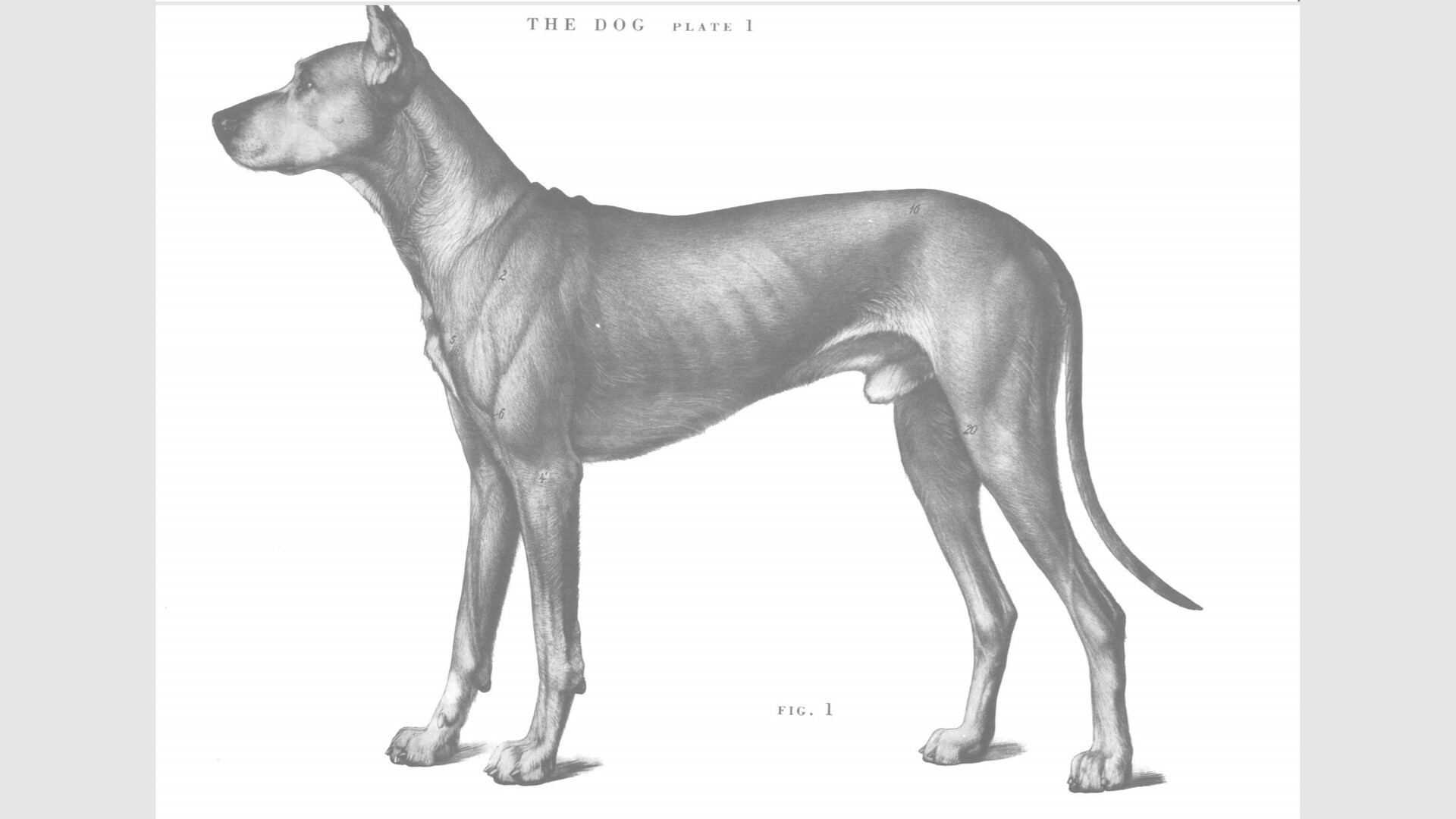 dog side profile reference