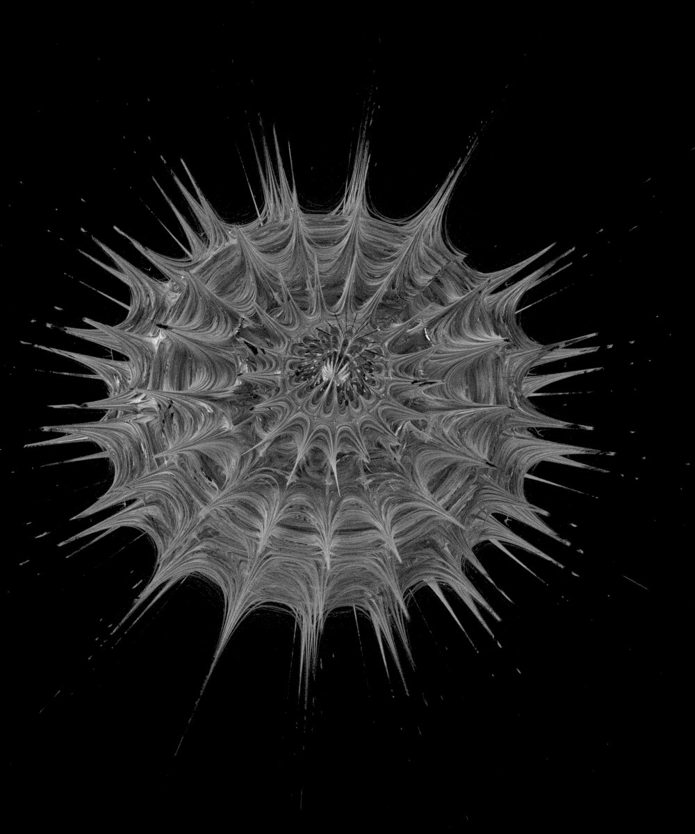 Alex Maltsev - Division