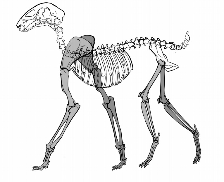 Lim Kyra - Animal Locomotion Assignment (Creature creation and skeleton ...