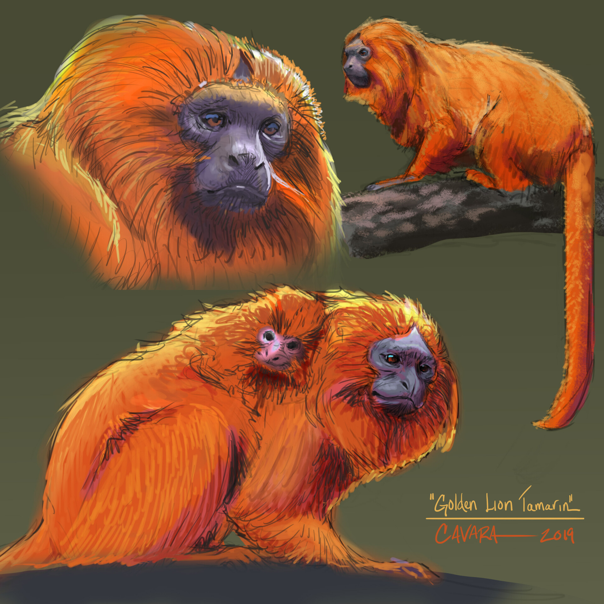 ArtStation - Golden Lion Tamarin