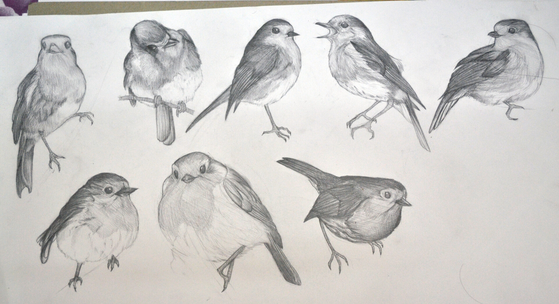 ArtStation - Robin Sketch