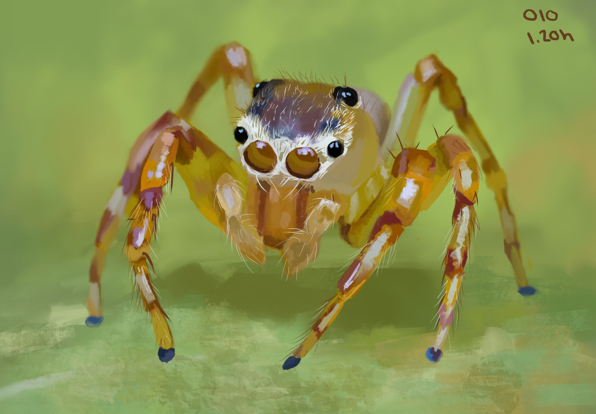 ArtStation - Jumping Spider