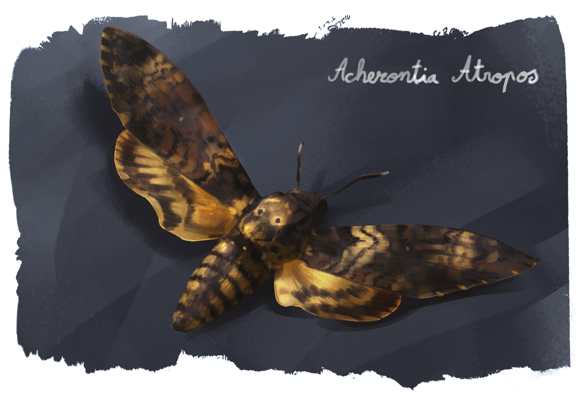 ArtStation - acherontia atropos study