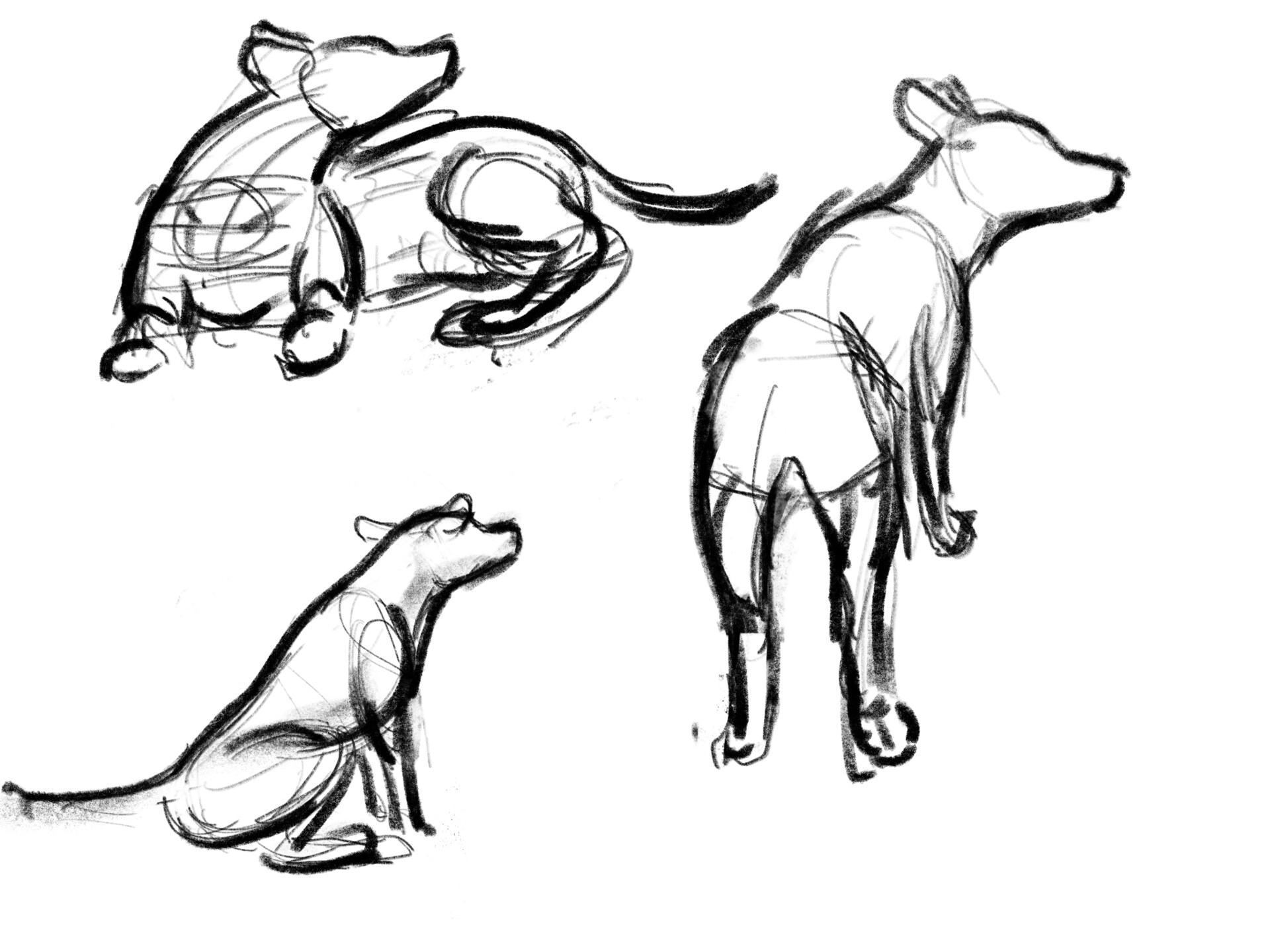 ArtStation - Animal Sketch Studies