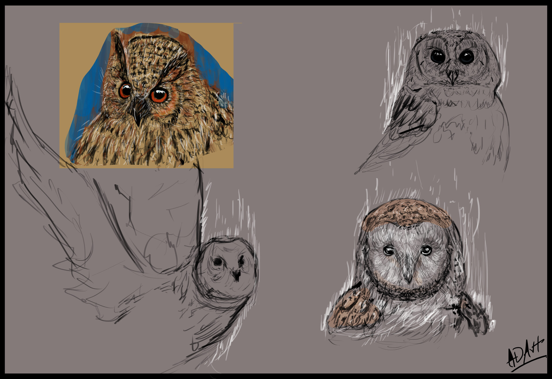 ArtStation - Owls STUDY First time