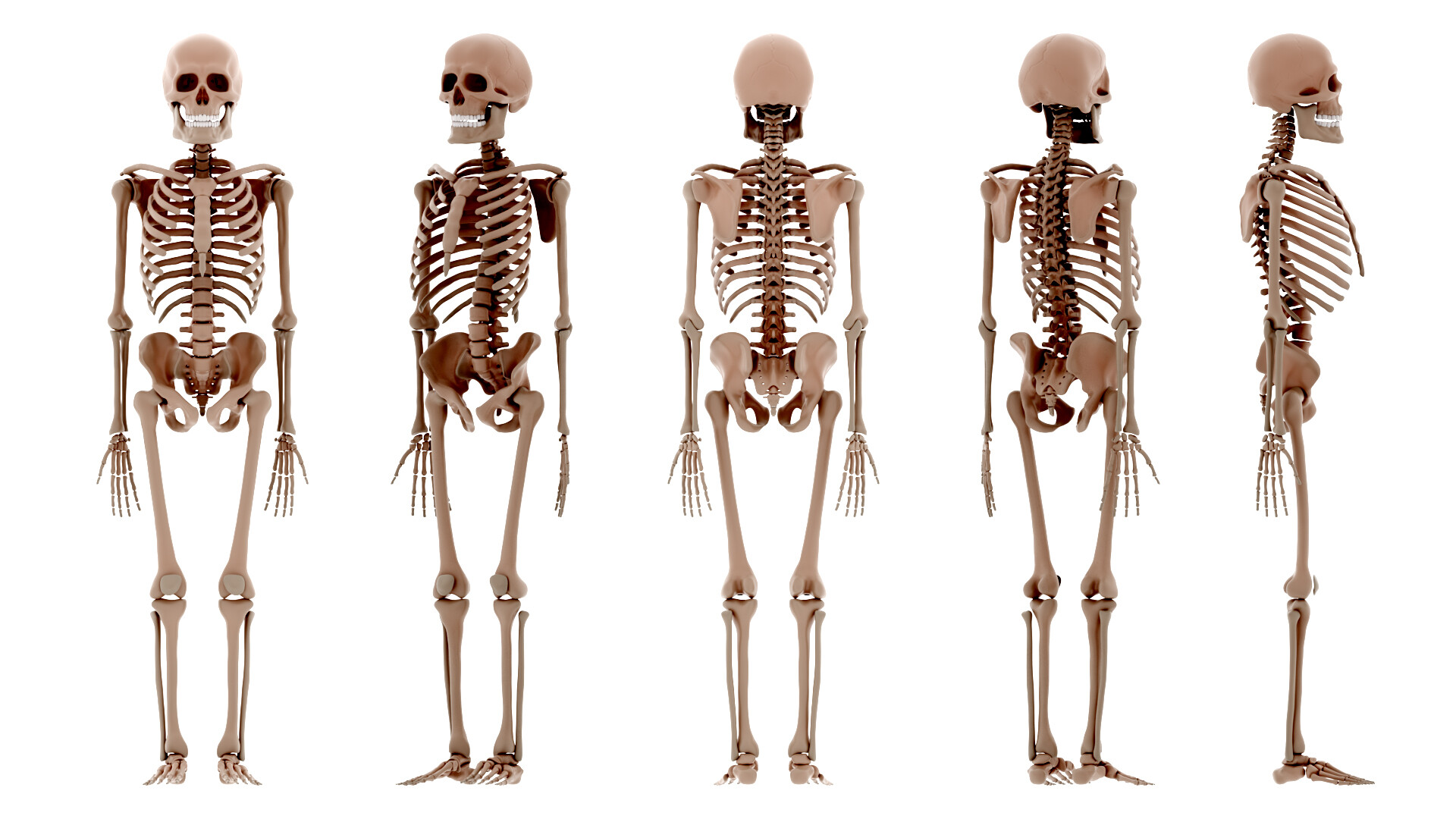 human skeleton reference 3d