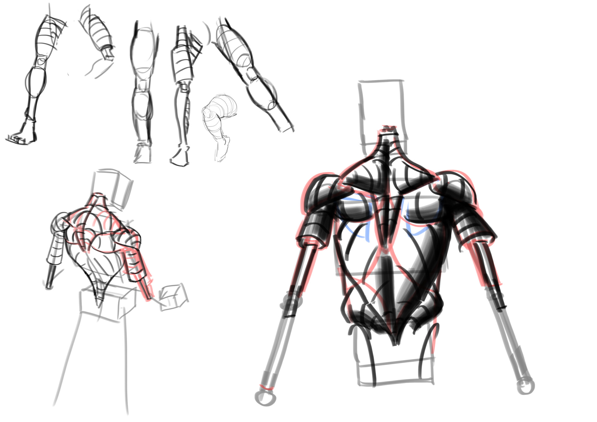 ArtStation - Anatomy study