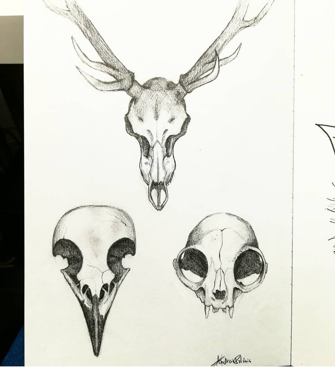 ArtStation - A little doodle of some cute skulls ☺️