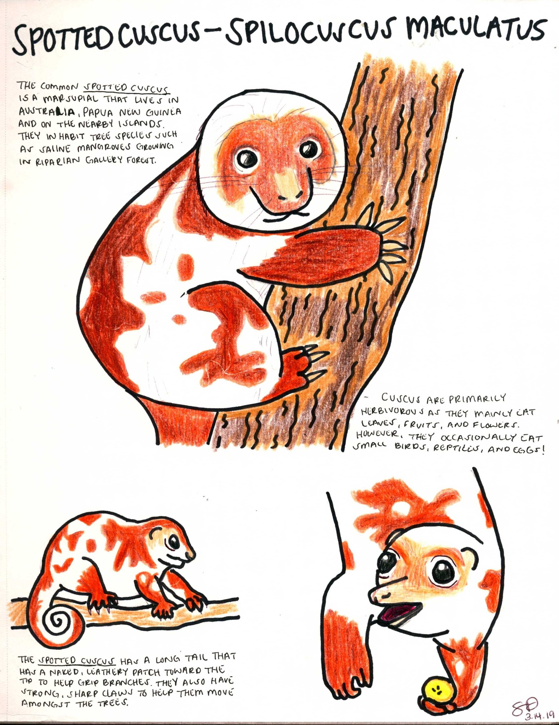 ArtStation - Spotted Cuscus Study.