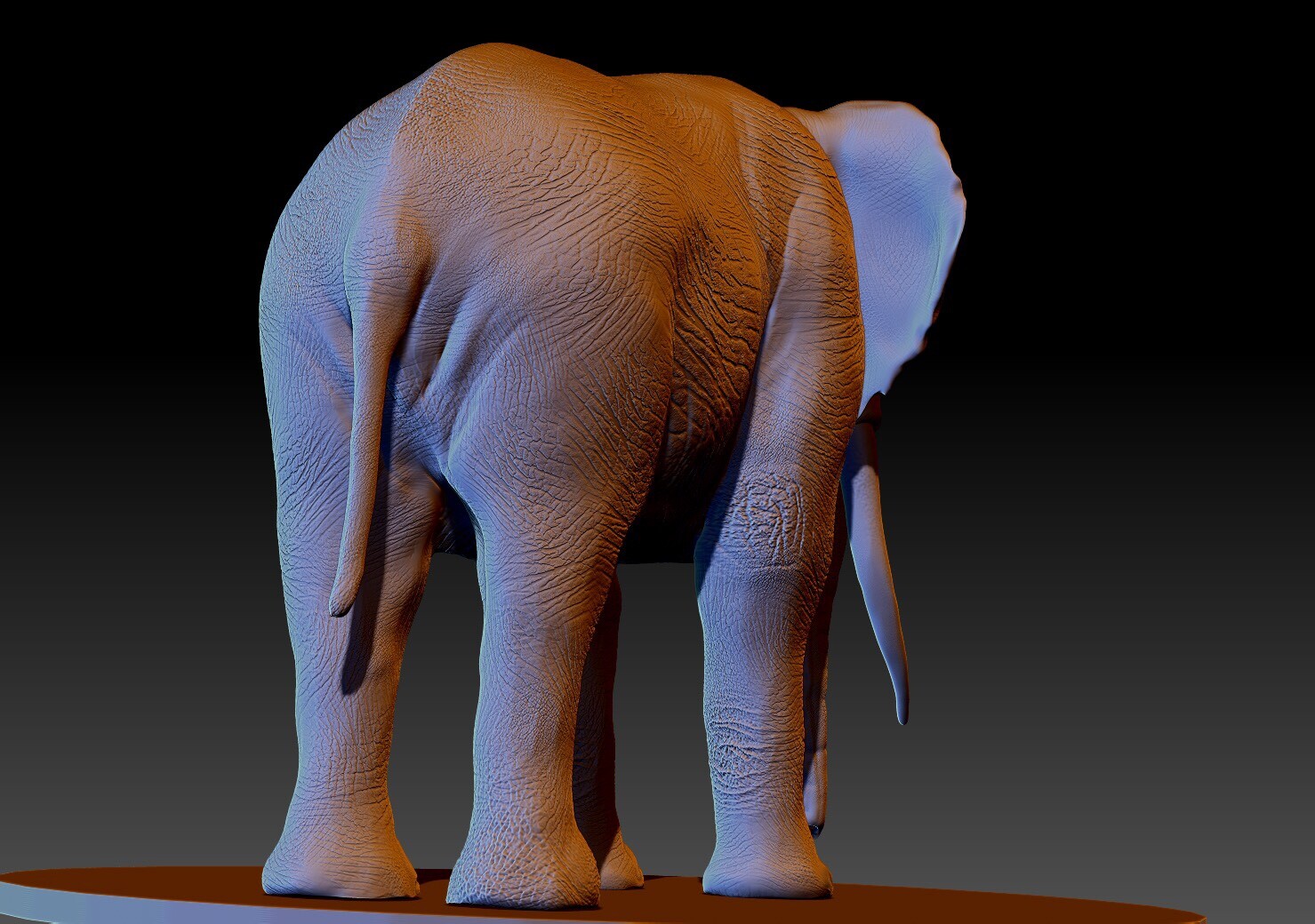 Connor McLeod - African Elephant