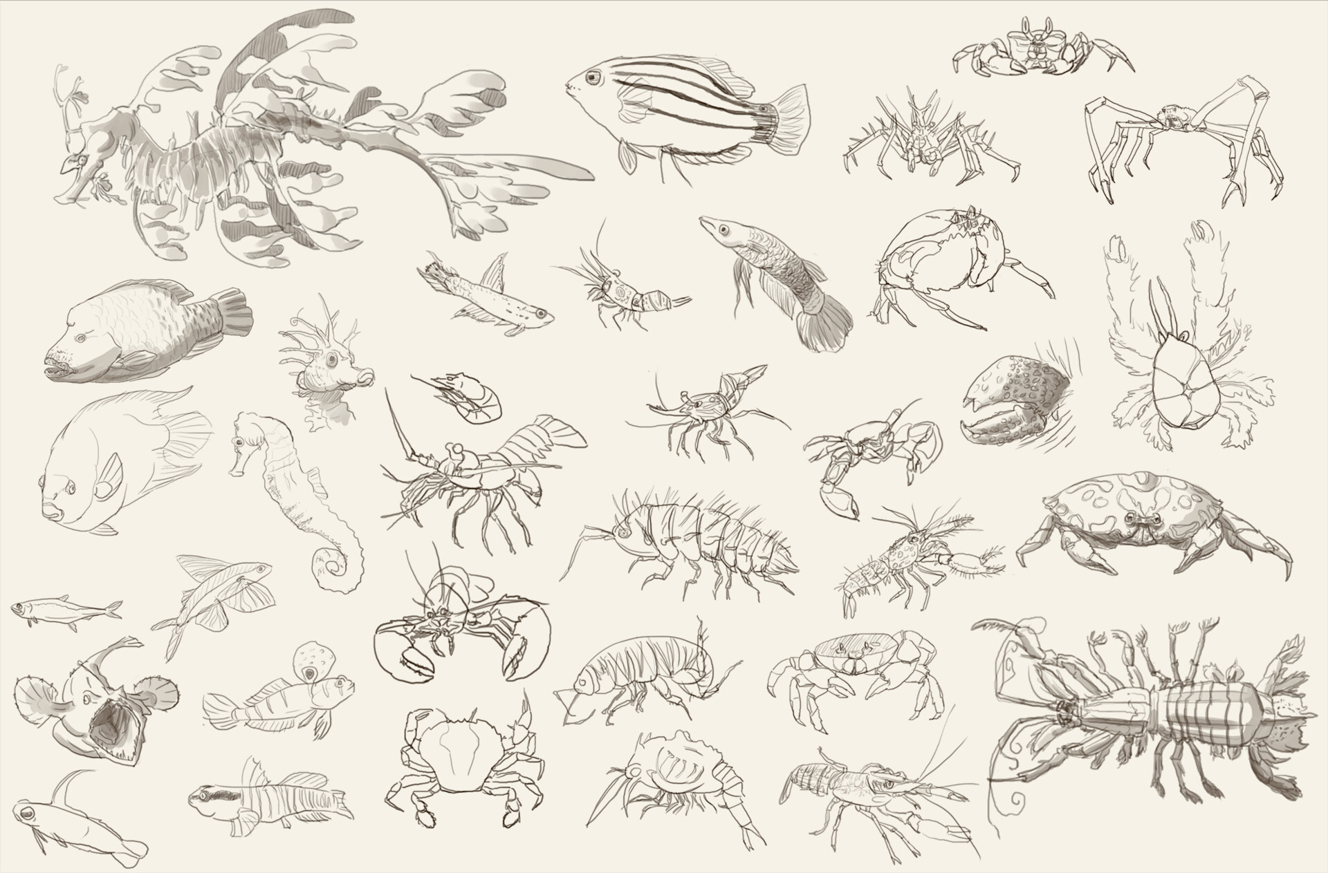 ArtStation - Sea creature studies