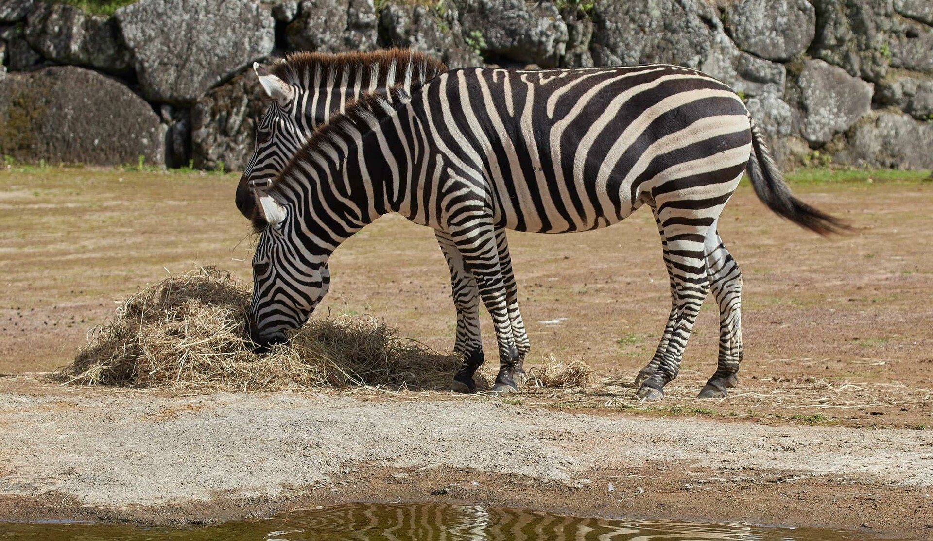 FOTOREF.COM Photo Packs - 162 photos of Zebras