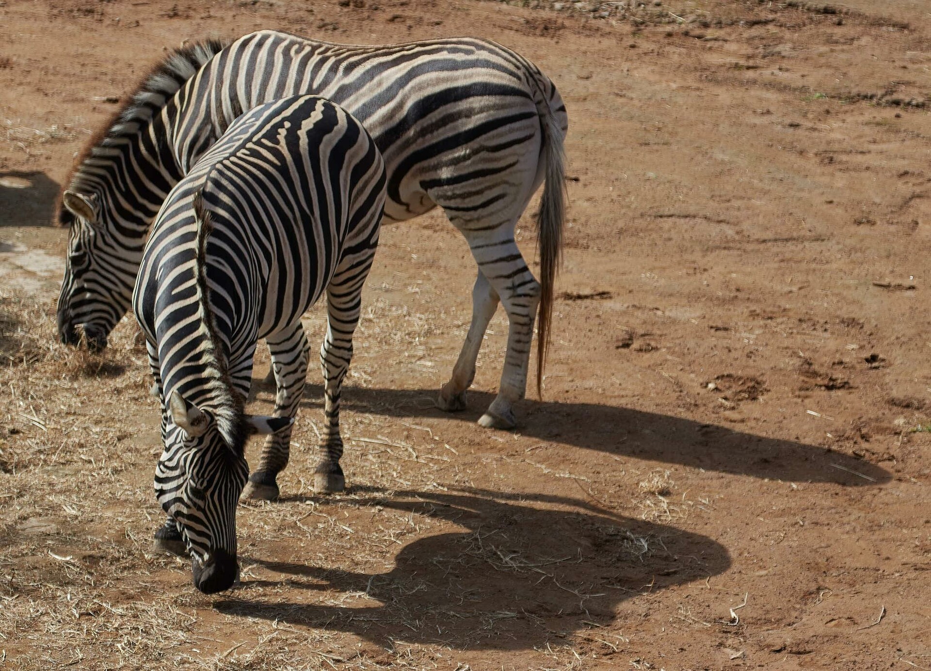FOTOREF.COM Photo Packs - 162 photos of Zebras