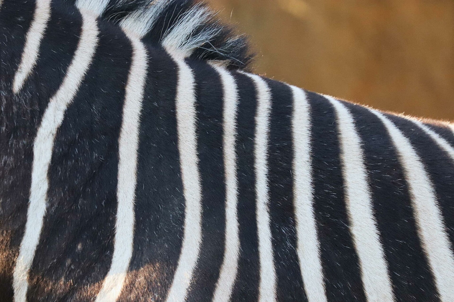 FOTOREF.COM Photo Packs - 162 photos of Zebras