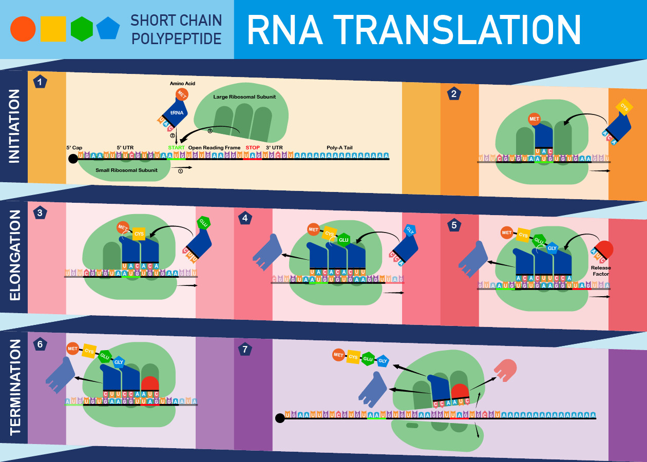 Daniel Bernal - Polypeptide RNA Translation