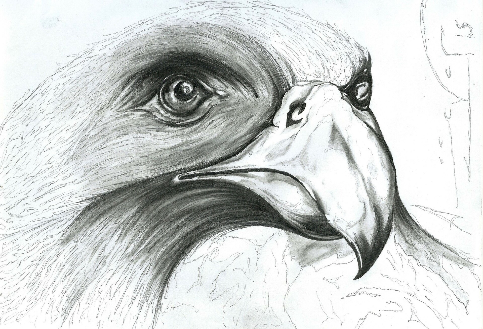 ArtStation - Amauri Gaspar - Drawing Pencil