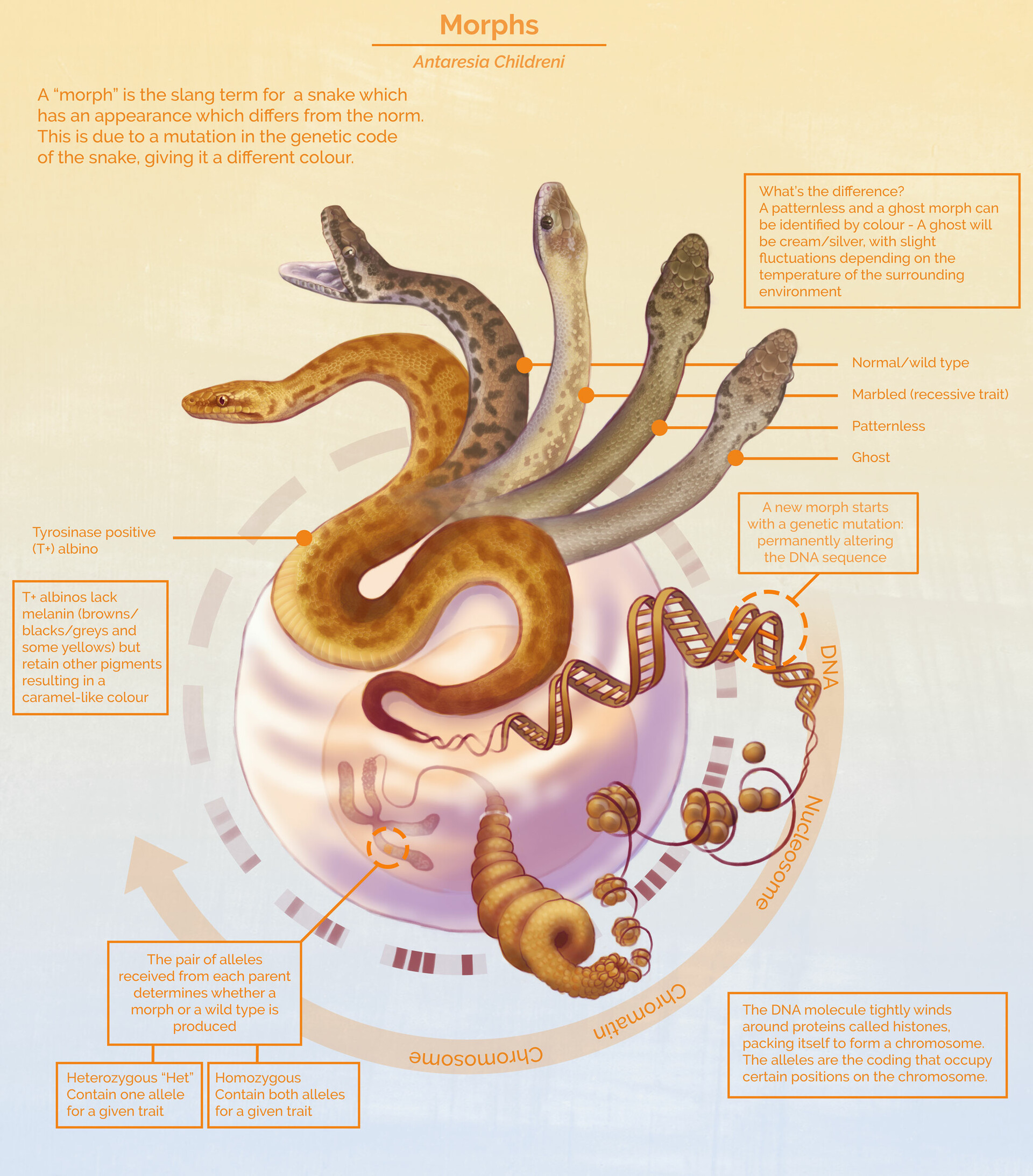 ArtStation - Childrens python Morphs