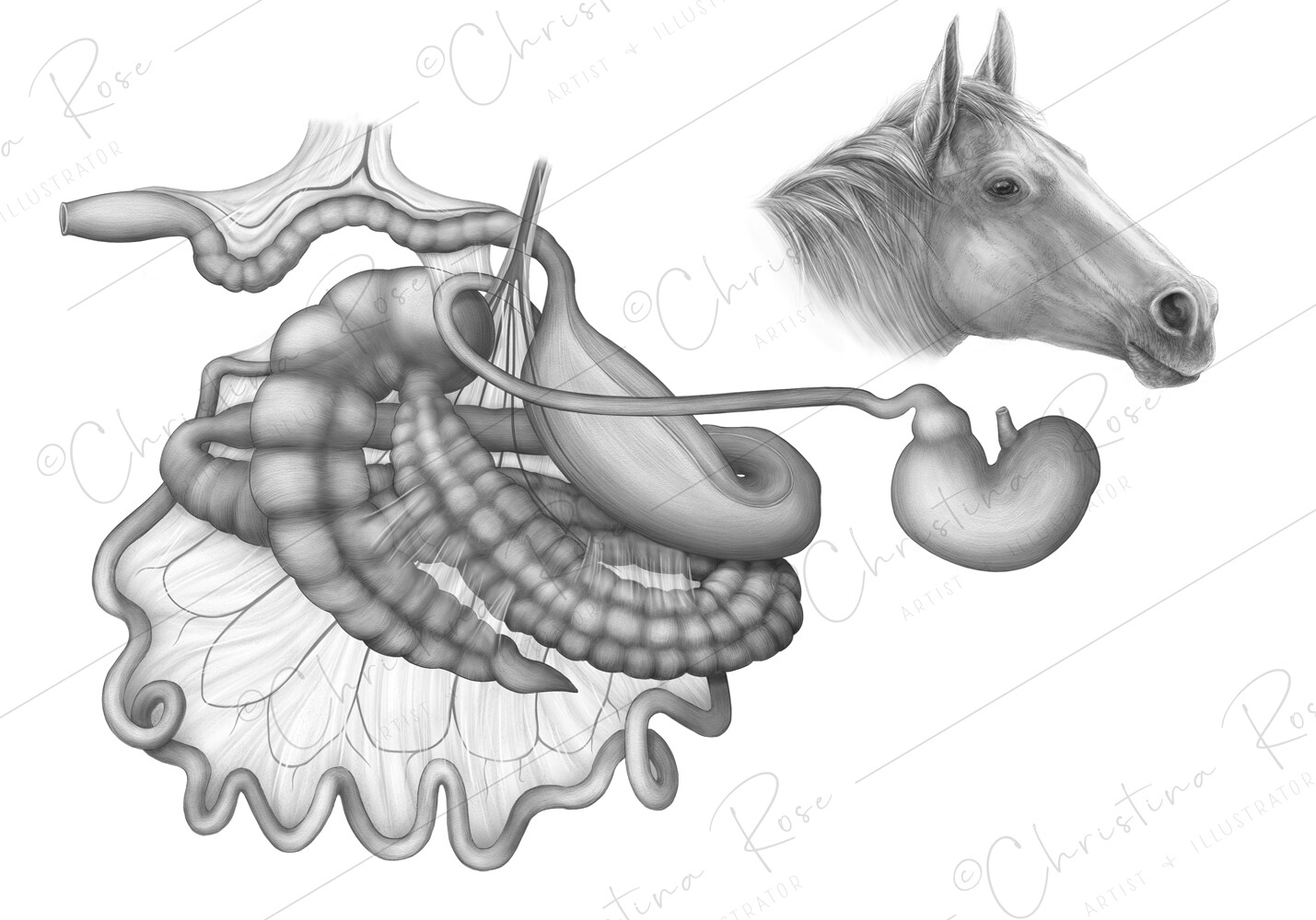 Christina Ryan - Horse Gastrointestinal Tract