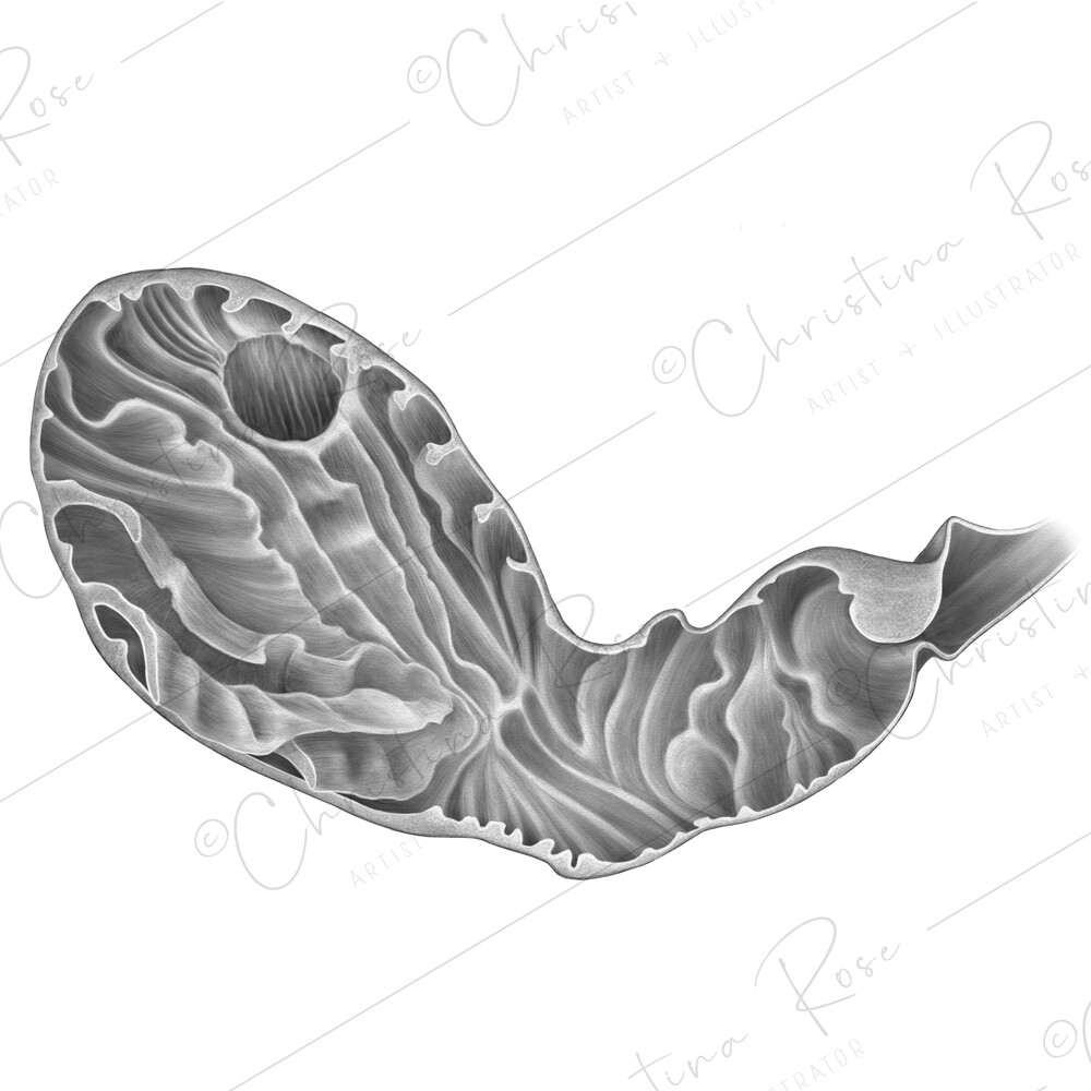 Christina Ryan - Cow Stomach Anatomy