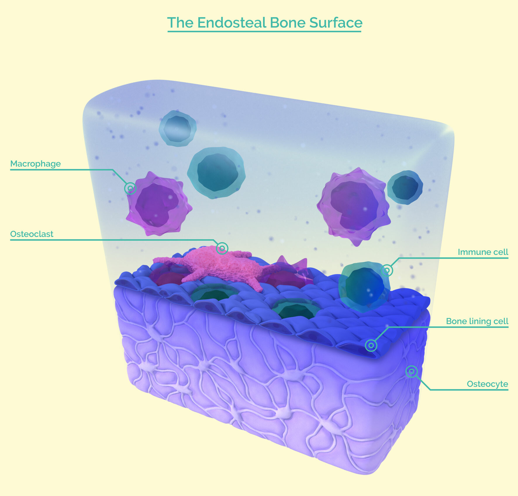 ArtStation - The Endosteal Bone Surface