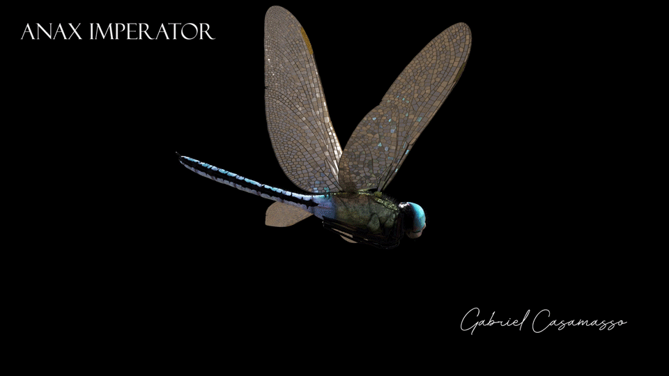 Dragonfly Flying Gif