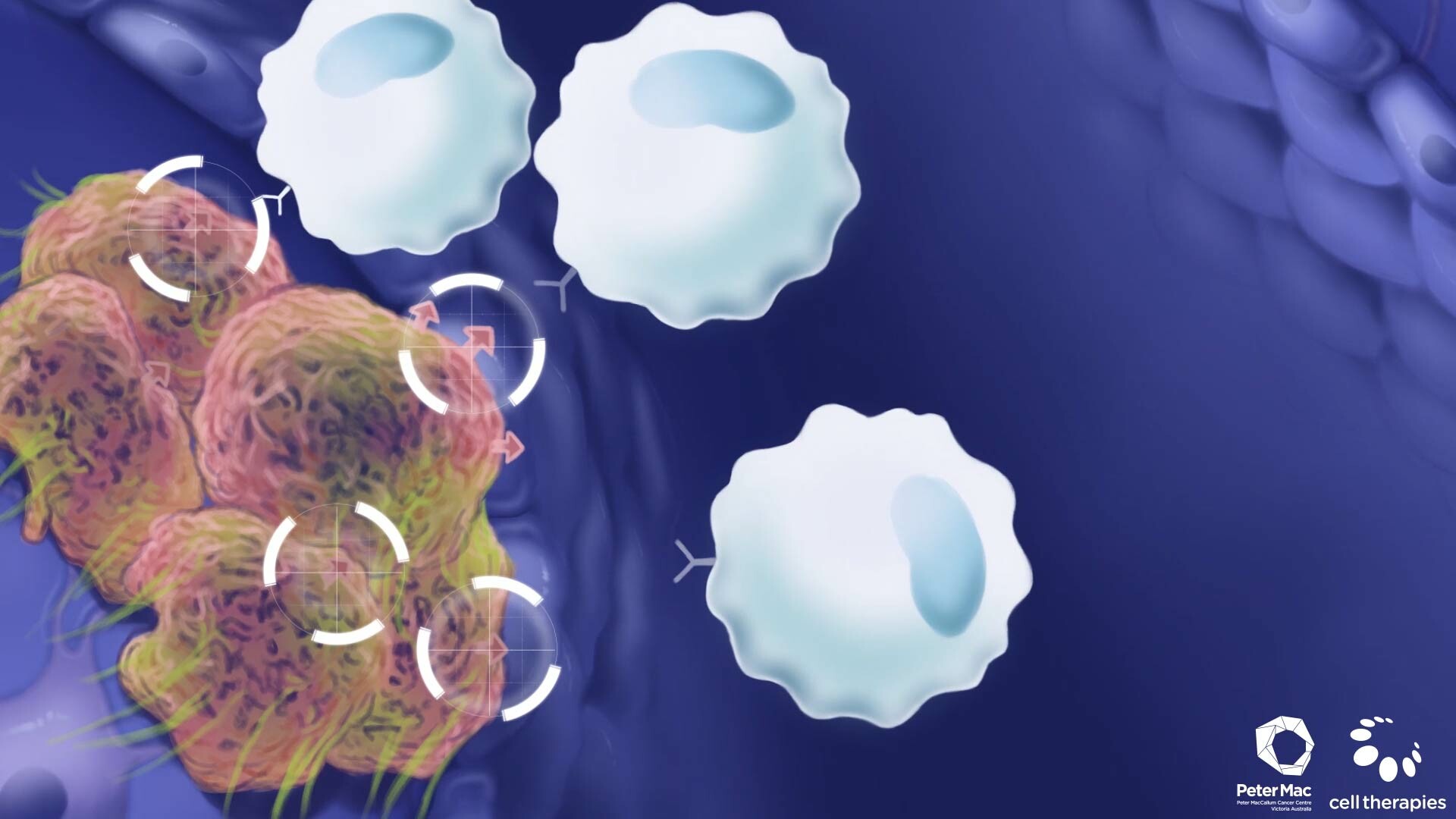 Leonie Herson - CAR T Cells