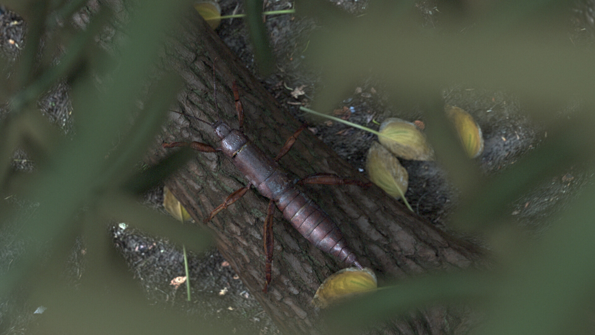 ArtStation - Tree Lobster Insect