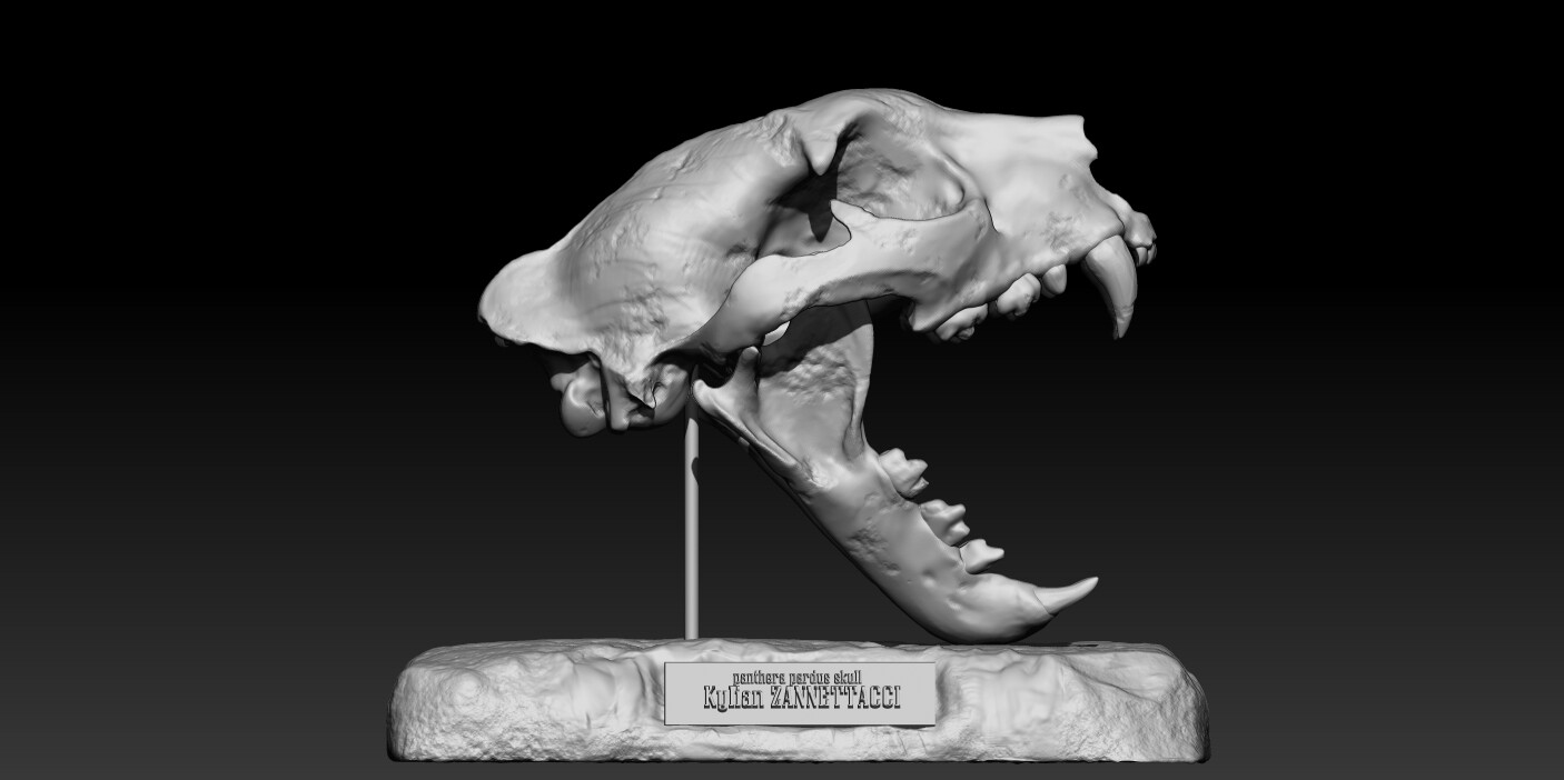 Zannettacci Kylian - Panthera pardus skeleton