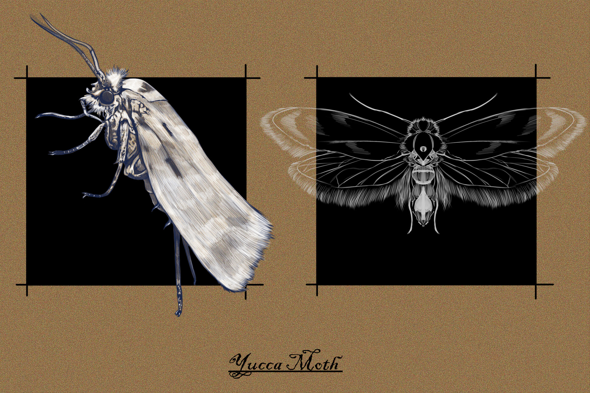 yucca moth drawing